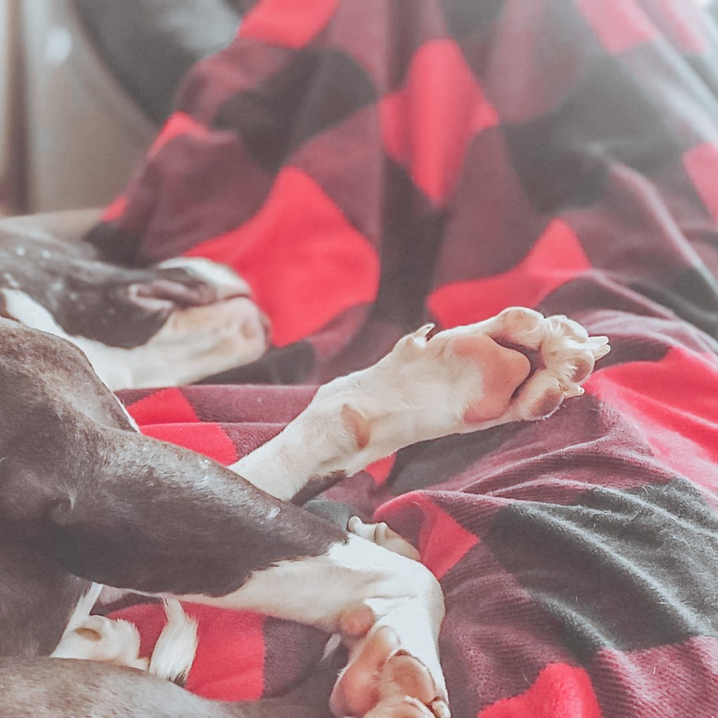 Services – The Knotty Dog Life