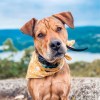 The Knotty Dog Life – Inspiring Balance and Confidence for Knotty Dogs ...